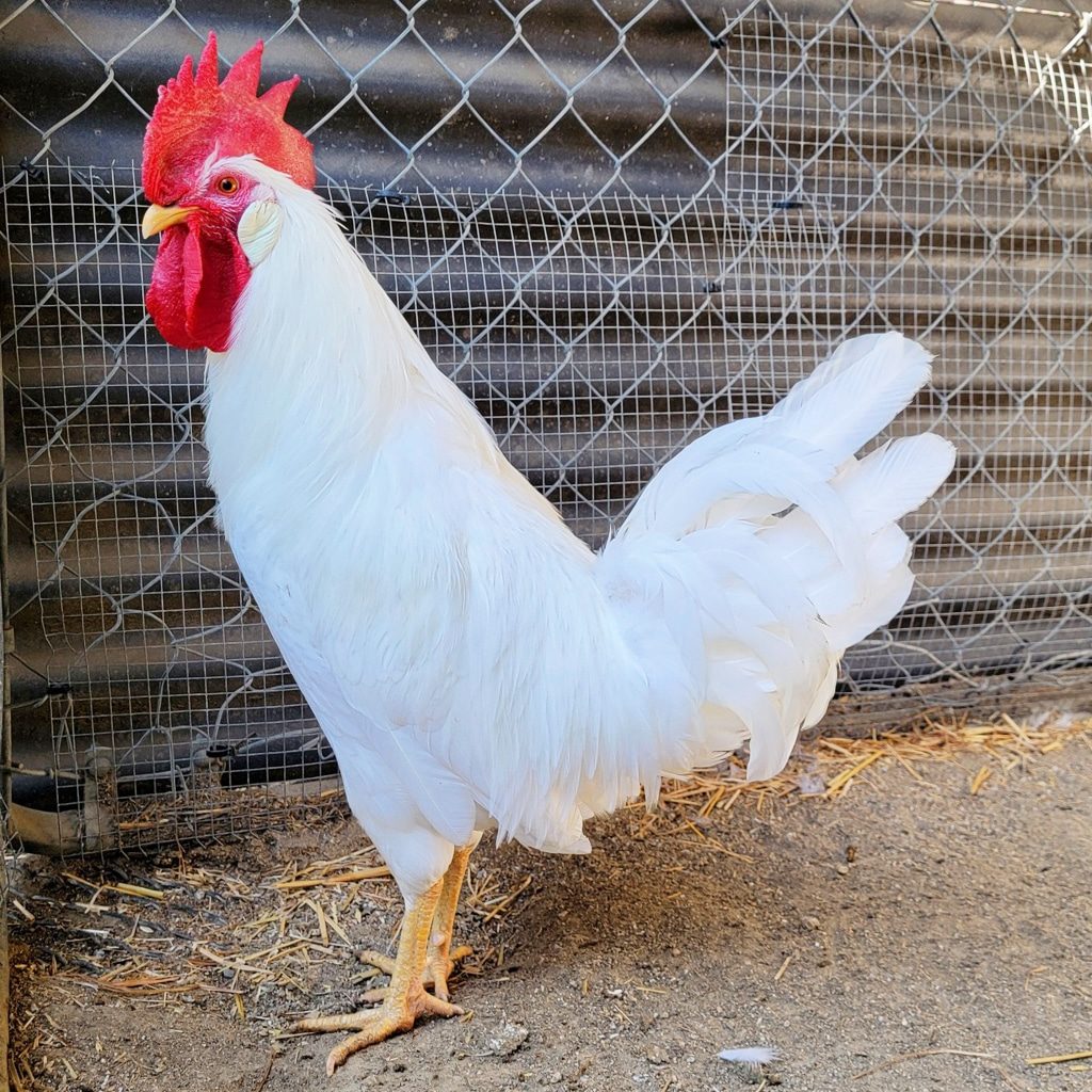 PETA Adds $5K to Reward for Information on Dog Abandoned, Left to Die ...