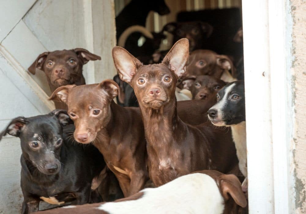 Animal Hoarding: A Complex Problem | San Diego Humane Society
